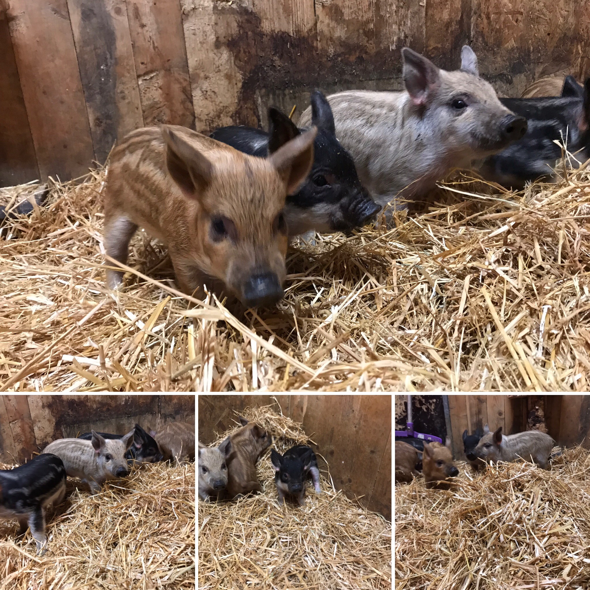 Tre små griser – Nøff er tøff